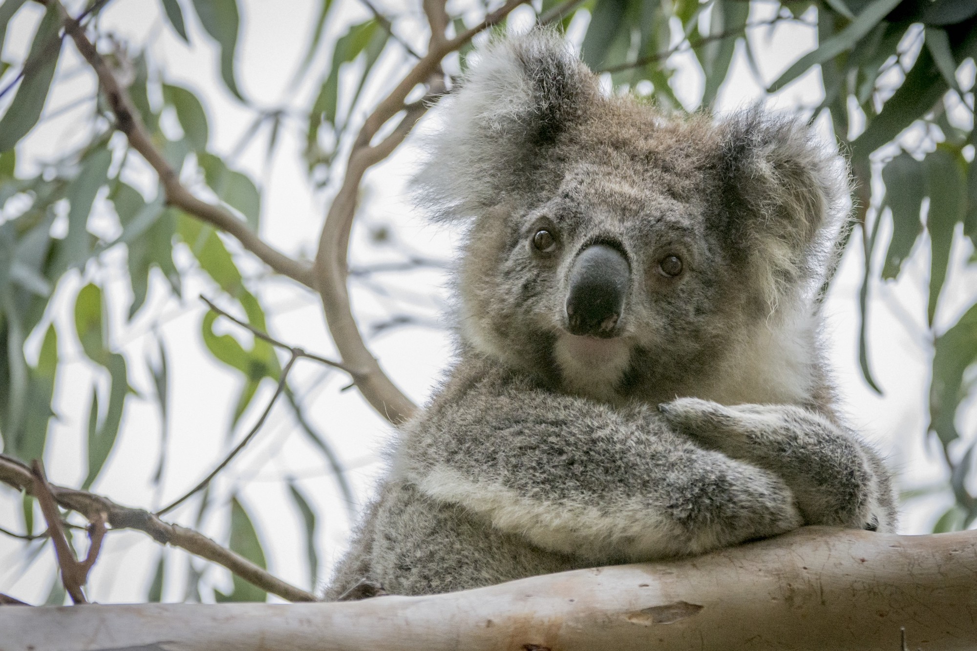 The ultimate wildlife guide to Victoria: top encounters to add to your ...